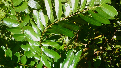 Eurycoma Longifolia - Male Enhancement Herb | Thai Herb Extract